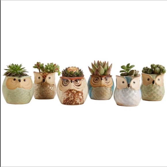 Owls | Accents | Boho Western Flower Ceramic Succulent Pots Set | Poshmark